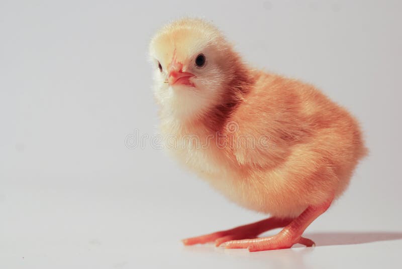 Yellow chicken stock photo. Image of farm, garden, domestic - 14240168