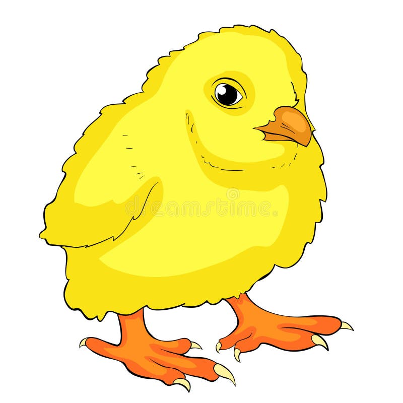 The is Yellow Chicken Baby. Vector Illustration Stock Vector ...