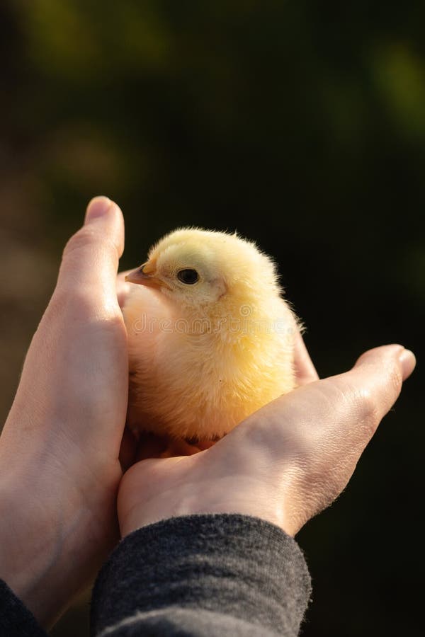 Yellow Chicken in Farmer& X27;s Hand. Poultry Farm Stock Photo - Image ...