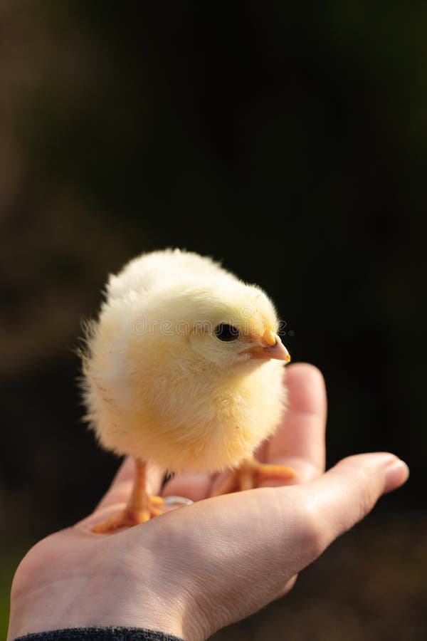 Yellow Chicken in Farmer& X27;s Hand. Poultry Farm Stock Photo - Image ...