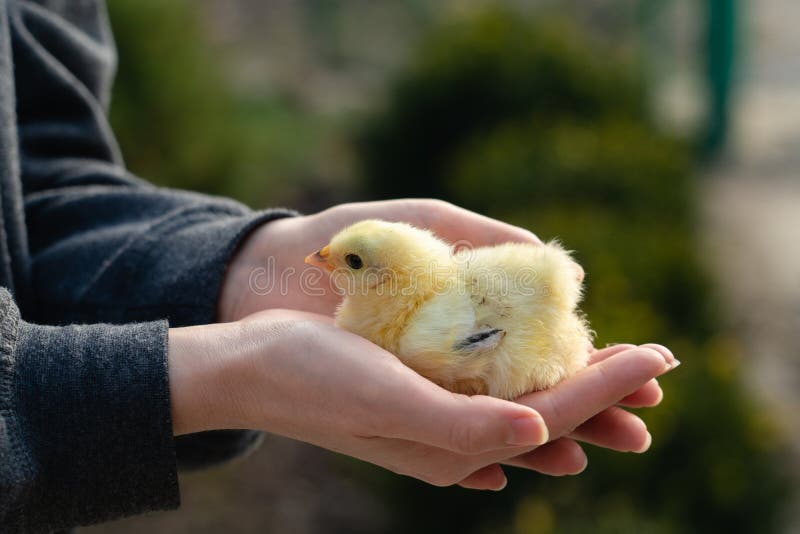 Yellow Chicken in Farmer& X27;s Hand. Poultry Farm Stock Image - Image ...