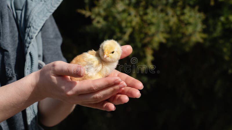Yellow Chicken in Farmer& X27;s Hand. Poultry Farm Stock Image - Image ...