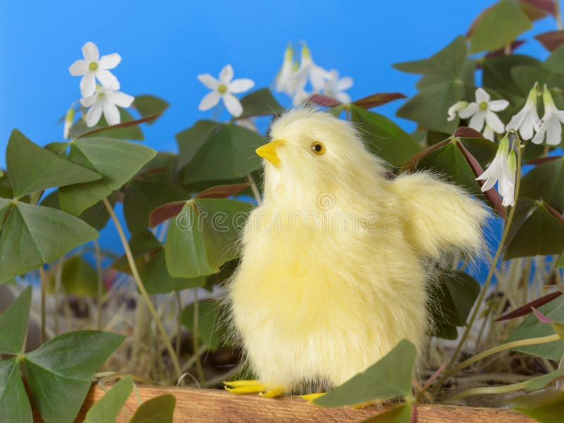 Yellow Chicken in the Grass with Flowers. Stock Image - Image of grass ...