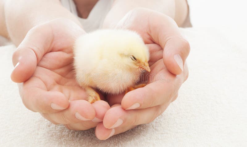 Yellow chicken human hands stock photo. Image of hand - 40864688