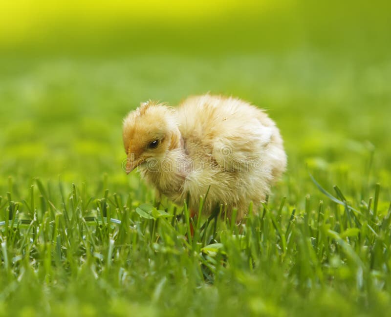 Yellow Chicken, Young Chicken, Broiler Stock Photo - Image of green ...