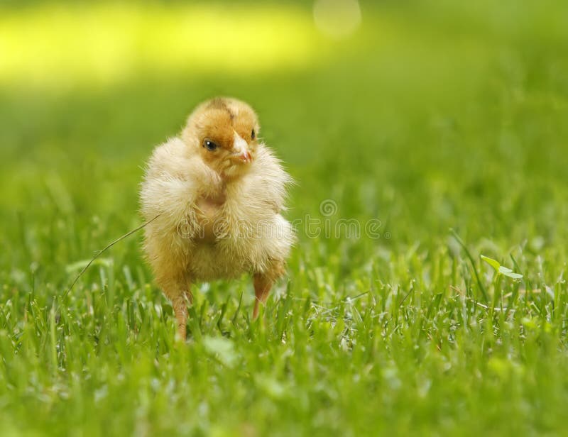 Yellow chicken stock image. Image of born, farm, meadow - 89432955