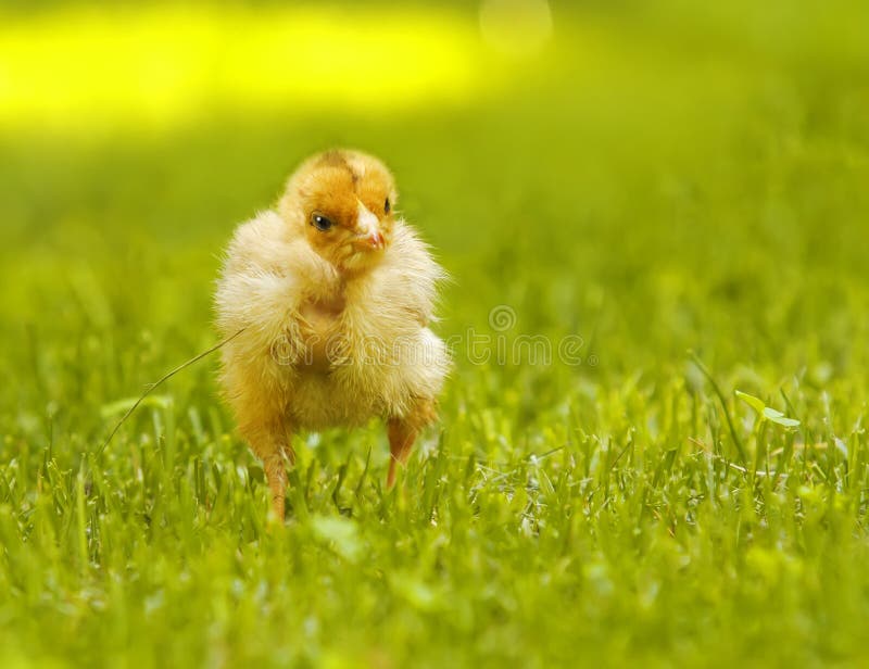Baby Chick Running Stock Photos - Download 104 Royalty Free Photos