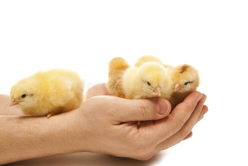 Yellow Chicken in a Man Hand Stock Photo - Image of little, small: 18742064