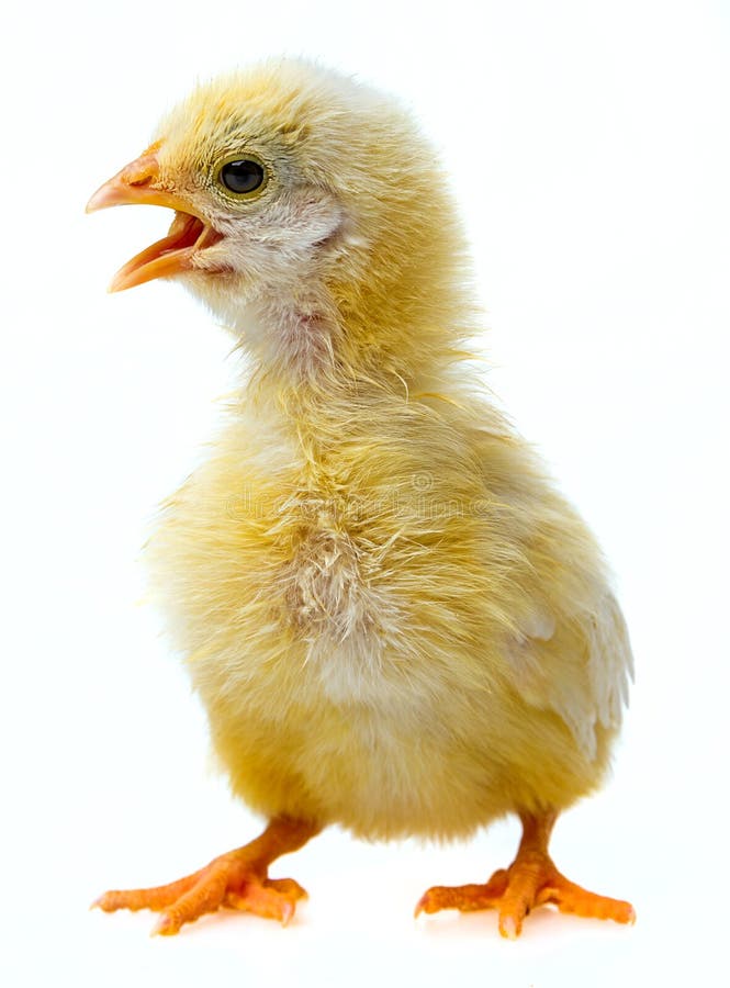 An yellow chicken stock image. Image of isolation, little - 30486767