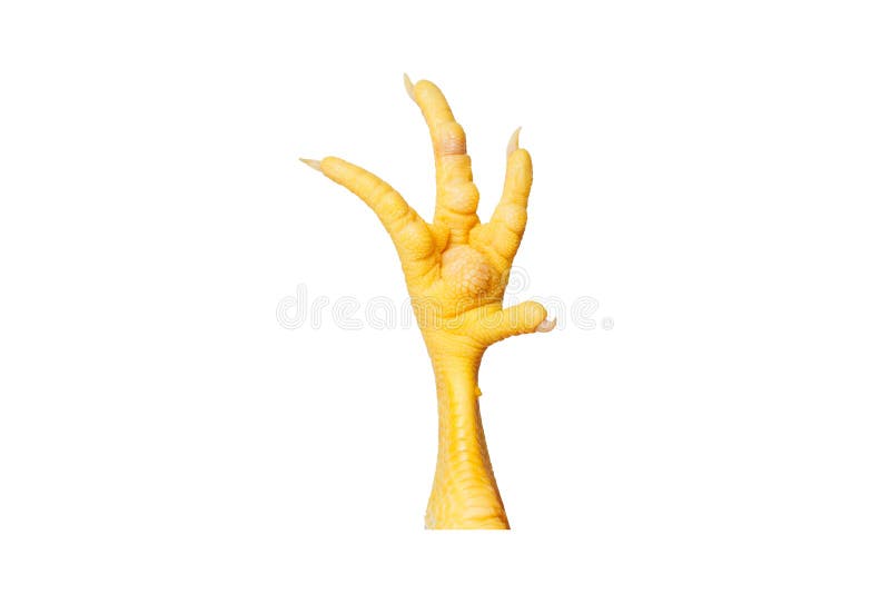 Yellow Chicken Paw Isolated on White Stock Image - Image of isolated ...