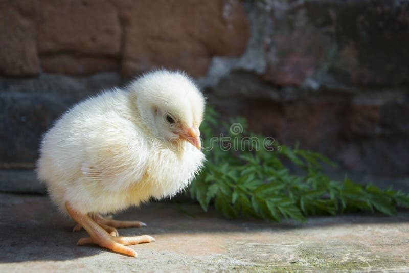 Yellow chicken stock image. Image of chickling, brick - 50963139