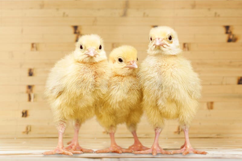 Yellow chicken stock image. Image of isolated, chicken - 59855063