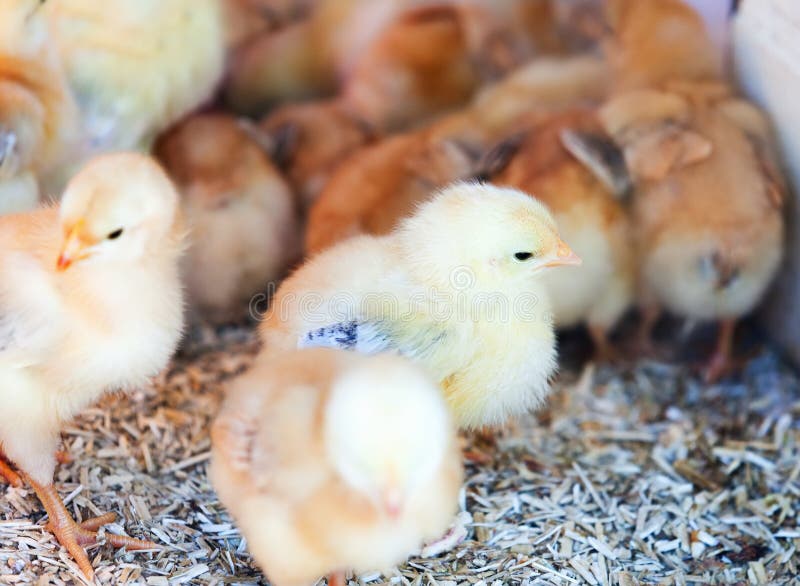 Yellow chickens in farm stock image. Image of newborn - 45498787