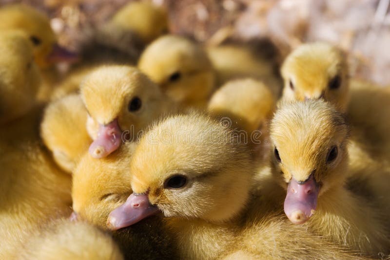 Yellow chicks stock image. Image of animal, chick, colour - 1035717
