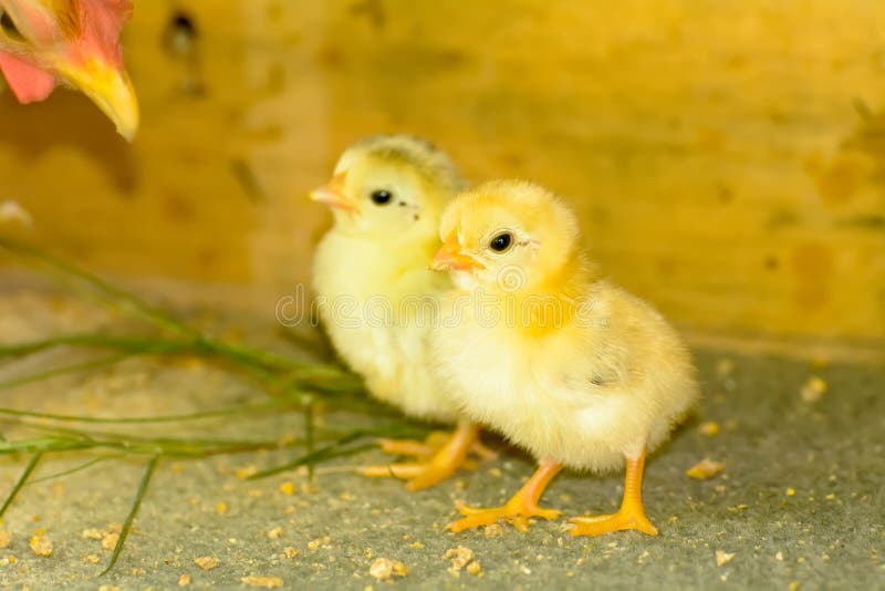 The yellow chicks stock image. Image of animals, feeding - 91431597