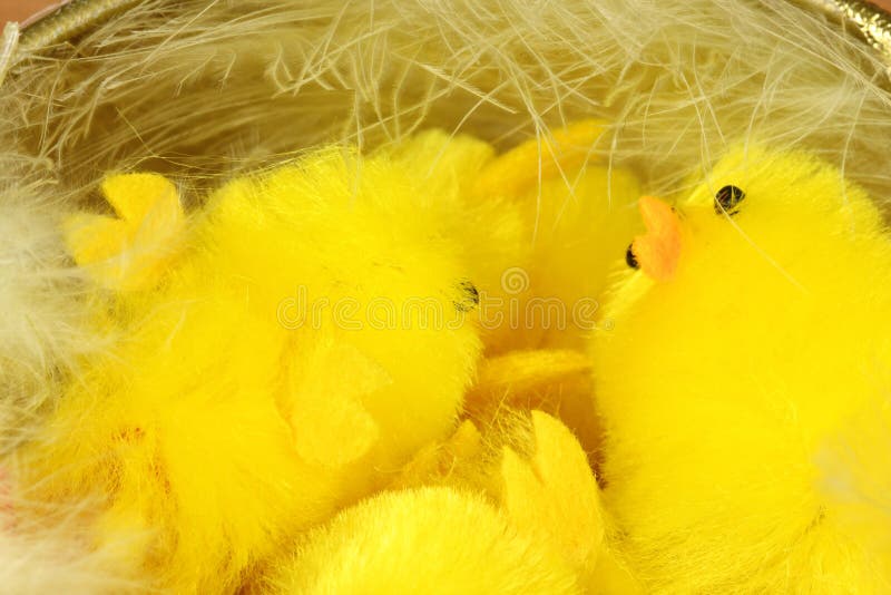 Yellow chicks in nest stock image. Image of wings, nestling - 13261071
