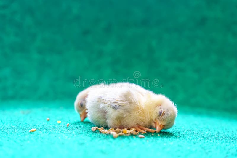 The yellow chicks stock image. Image of coop, meat, food - 176413803