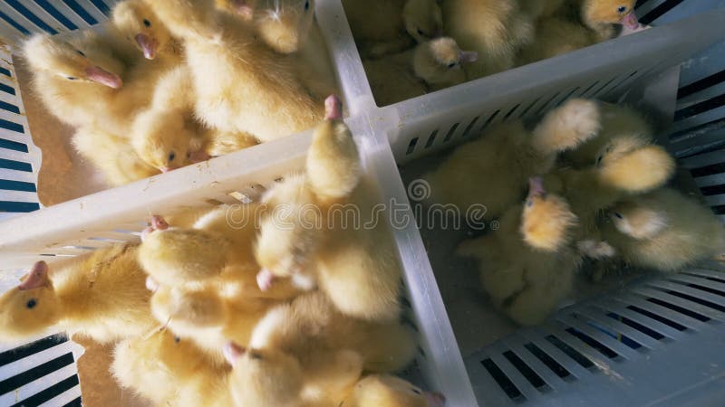 Two Young Ducklings are Walking on the Green Grass. Animal Husbandry ...
