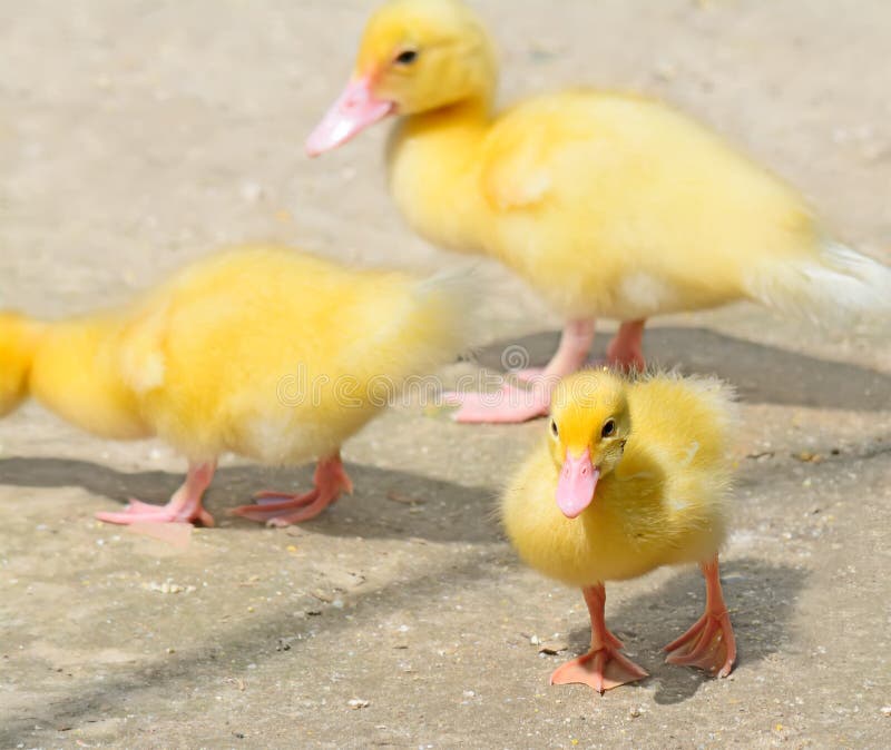 Yellow chicks stock image. Image of newborn, chicken - 44878391