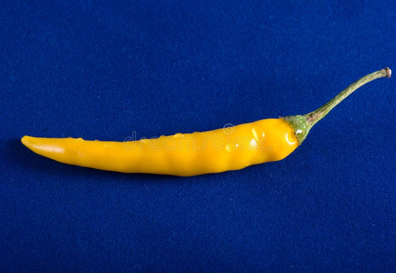 Yellow chili pepper stock photo. Image of spice, close - 20736868
