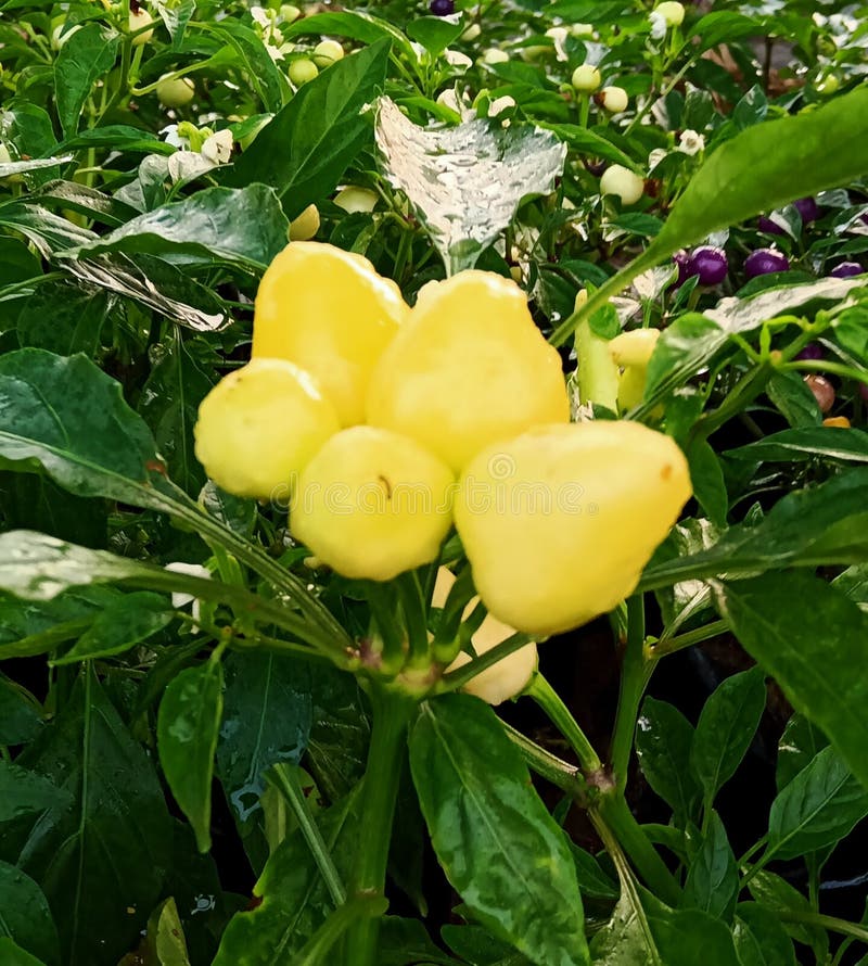 Yellow Chilli Beautiful Image India Stock Image - Image of yellow ...