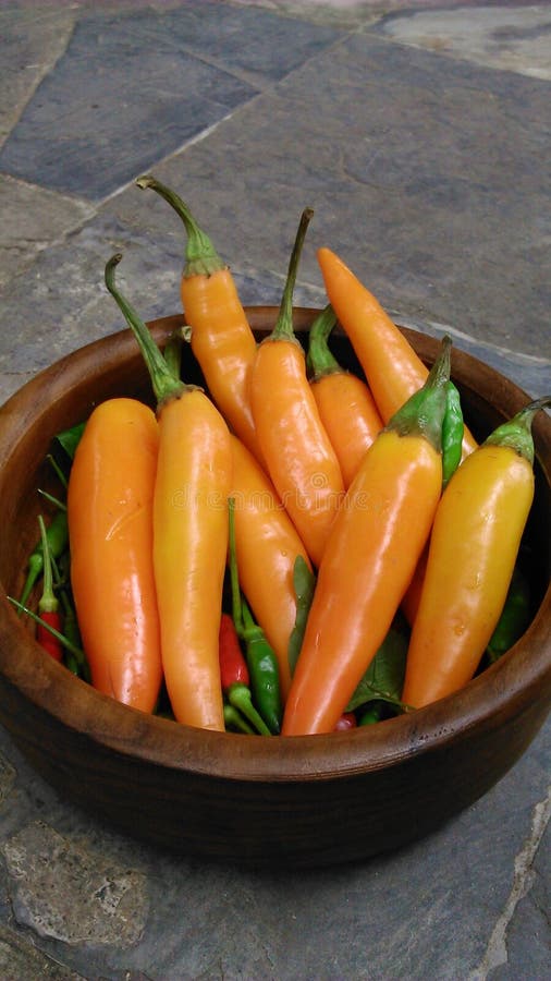 Yellow Chilli stock photo. Image of studio, chilie, fresh - 14747936