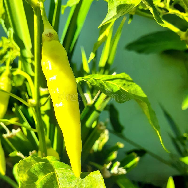 Yellow chilli has grown stock photo. Image of fruit - 229449420