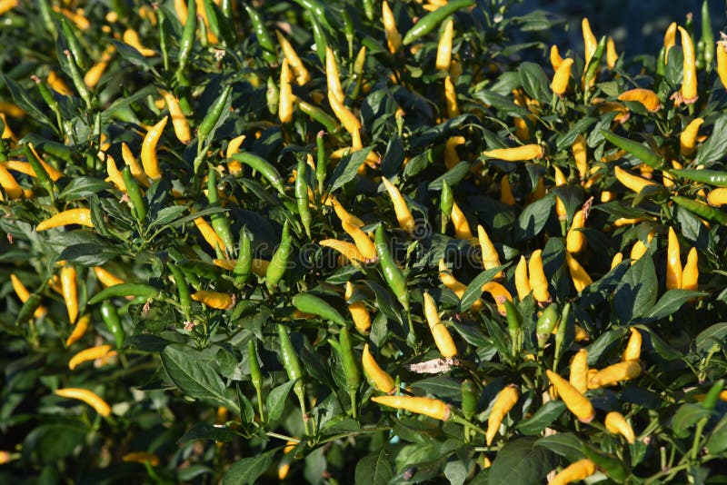 Yellow Chilli Pepper Cultivation Stock Photo - Image of leaf ...