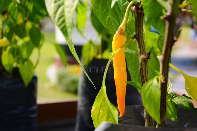 Yellow Chilli or Chilli Peppers or SOLANACEAE or Capsicum Annuum L ...