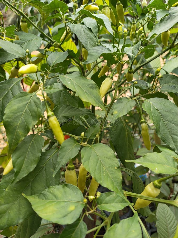 Yellow chillis stock photo. Image of spicier, spice - 271079626