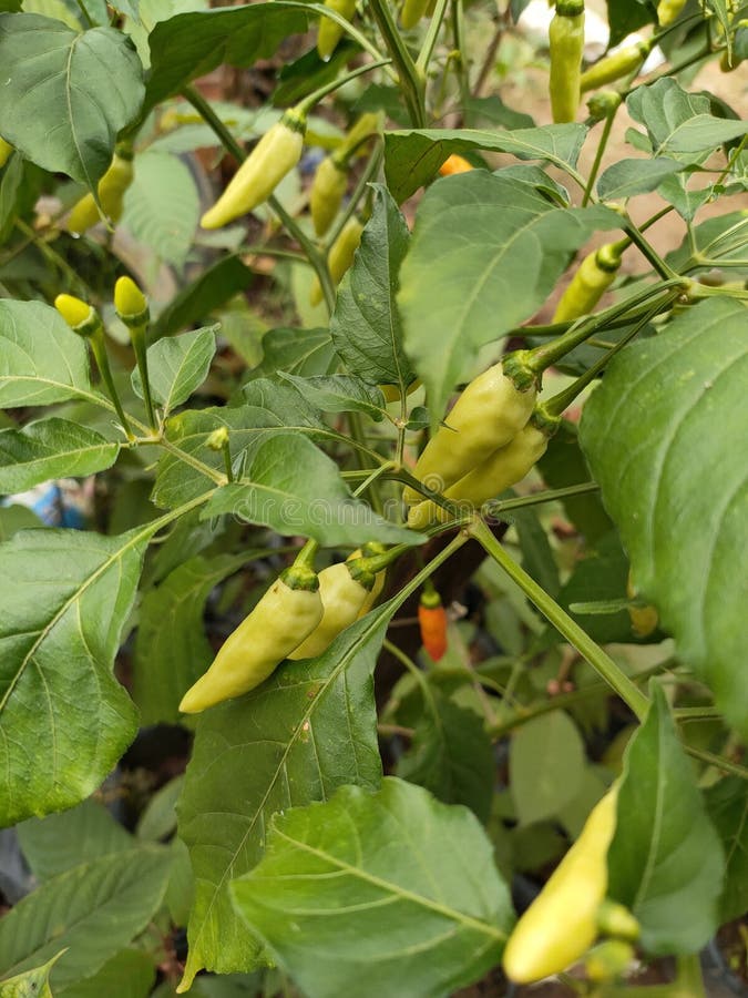 Yellow chillis stock image. Image of gardening, food - 271079649