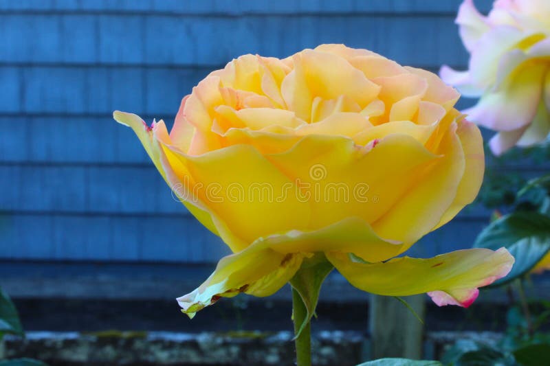 Yellow Petal China Rose Flower 02 Stock Image - Image of leaf, shrub ...