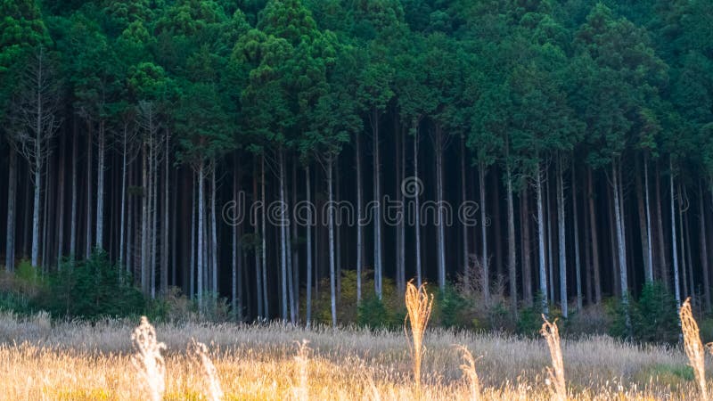 Yellow Chinese Silver Grass and Green Forest in Hakone, Japan. Stock ...