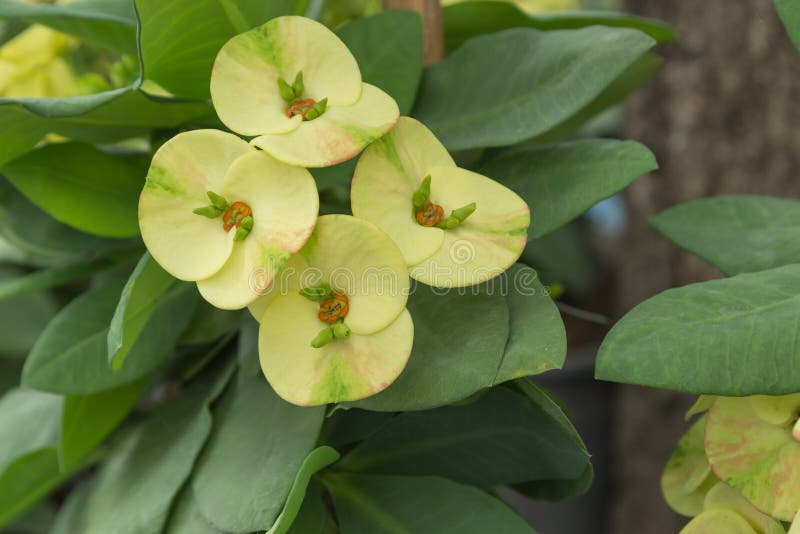 Yellow Christ Thorn flower stock image. Image of green - 43296719