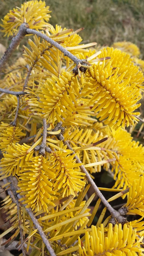 Yellow christmas tree stock image. Image of offshoot - 64280055