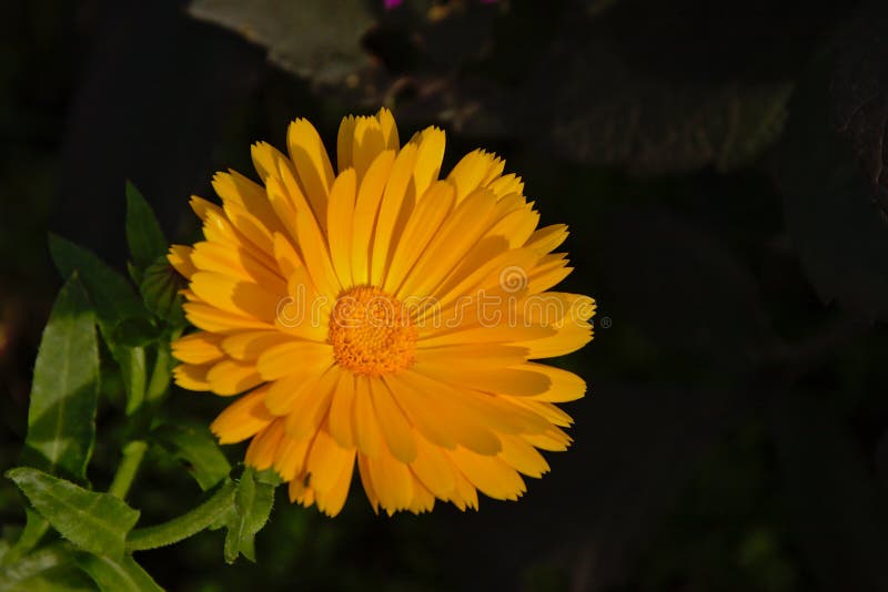 Yellow Chrysant Flower - Chrysanthemum Stock Photo - Image of chrysant ...