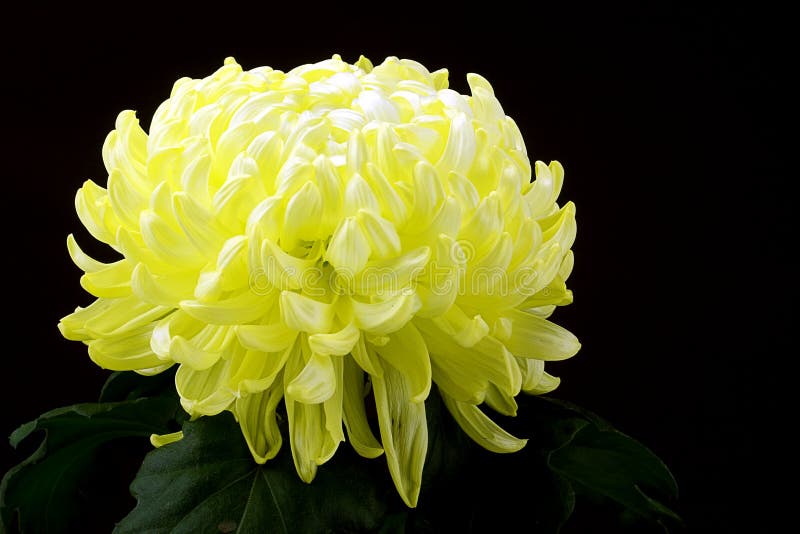 Yellow Chrysanthemum stock image. Image of plant, lasting - 11851371