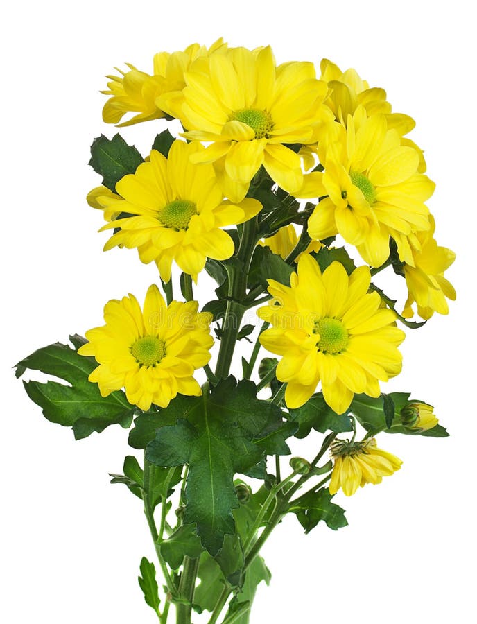 Yellow chrysanthemum stock image. Image of green, life - 26158475