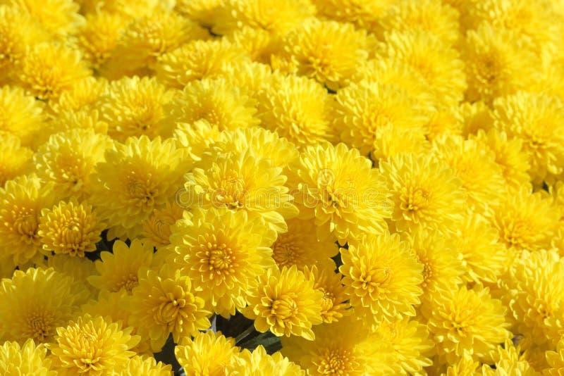 Yellow Chrysanthemum Background Stock Photo - Image of bunch, flower ...