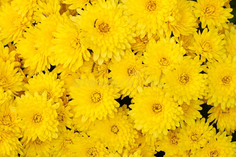 Yellow Chrysanthemum Background Stock Photo - Image of vivid, beautiful ...