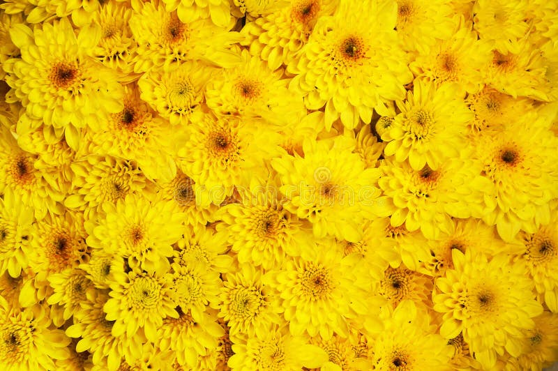Yellow Chrysanthemum Background. Floral Background Concept Stock Image ...