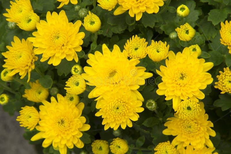 Yellow Chrysanthemum stock image. Image of flora, farmer - 37155139