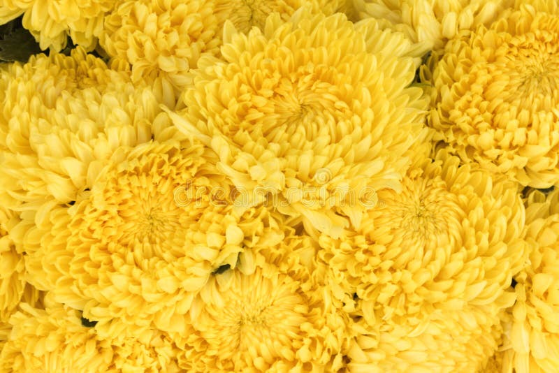 Yellow chrysanthemum stock photo. Image of flower, package - 58375284