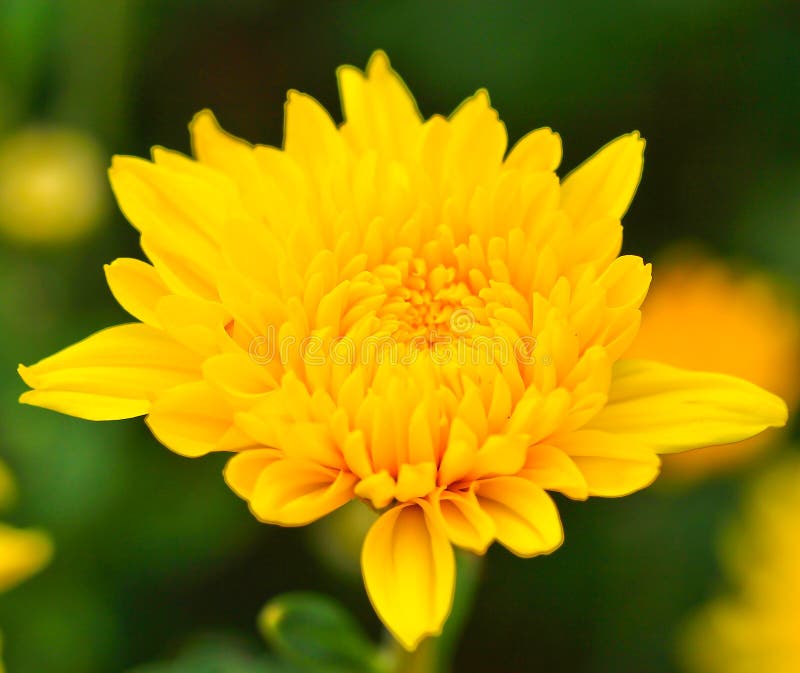 Yellow chrysanthemum stock image. Image of green, flower - 36111389