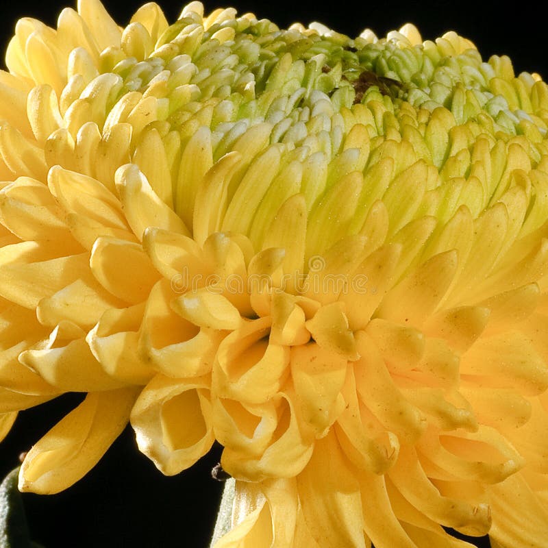 Yellow Chrysanthemum stock image. Image of petals, petal - 91865241
