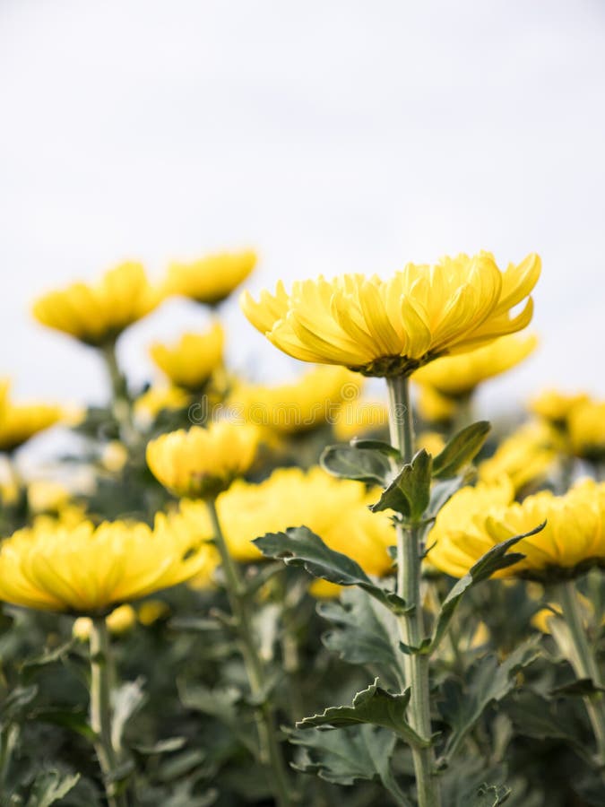 Yellow Chrysanthemum Flower. Stock Image - Image of floral, farm: 87556241