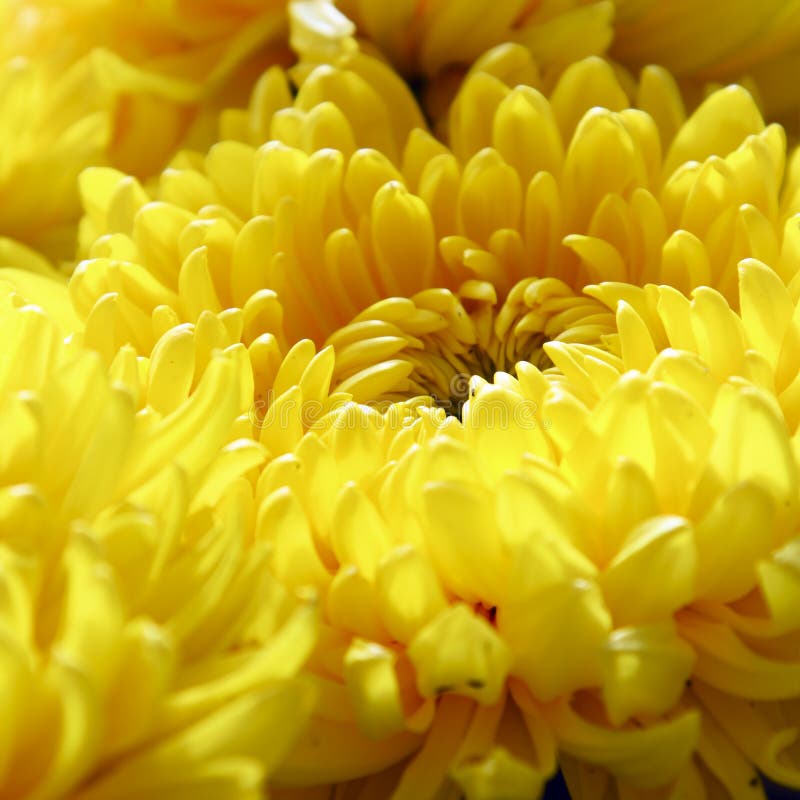 Yellow Chrysanthemum Flower Stock Photo - Image of chrysanthemum ...