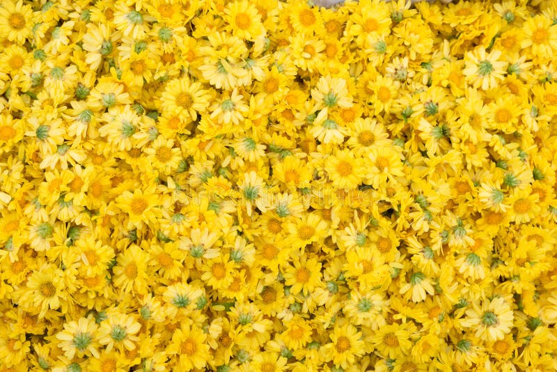 Yellow Chrysanthemum Flower for Texture Background Stock Image - Image ...