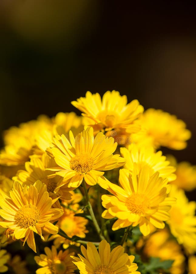 Yellow Chrysanthemum Flowers Stock Photo - Image of growth, landscape ...