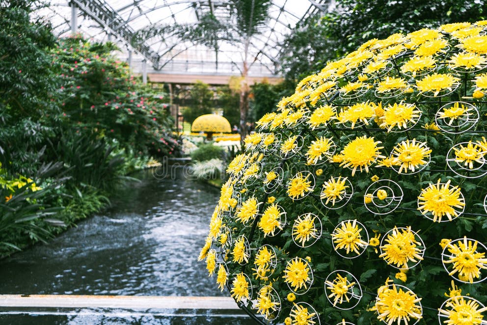 Yellow Chrysanthemum Structure in Nature Garden Cenrter Stock Photo ...